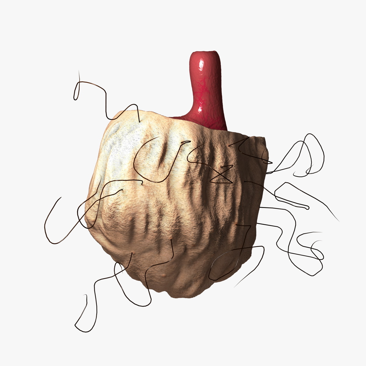 human testis scrotums 3d model