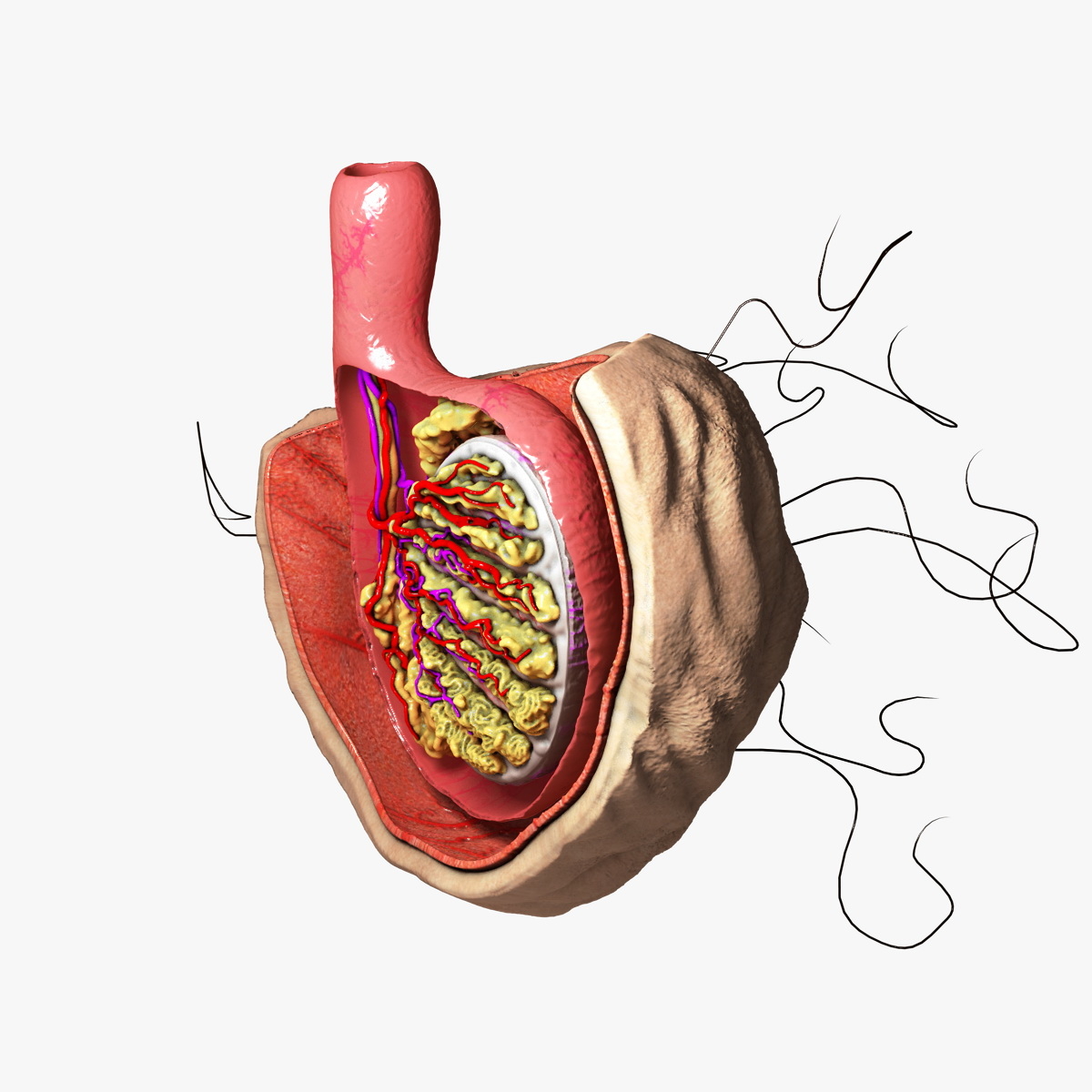 modelo 3d Testículo humano y escroto - TurboSquid 649865