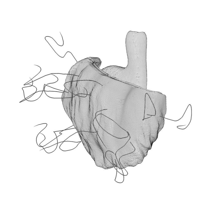 human testis scrotums 3d model