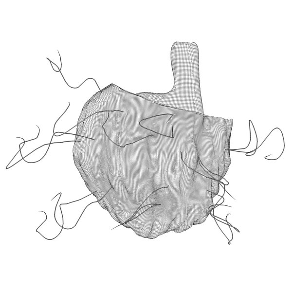 human testis scrotums 3d model