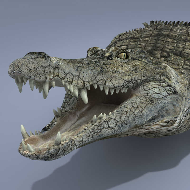 maya realistic crocodile rigged