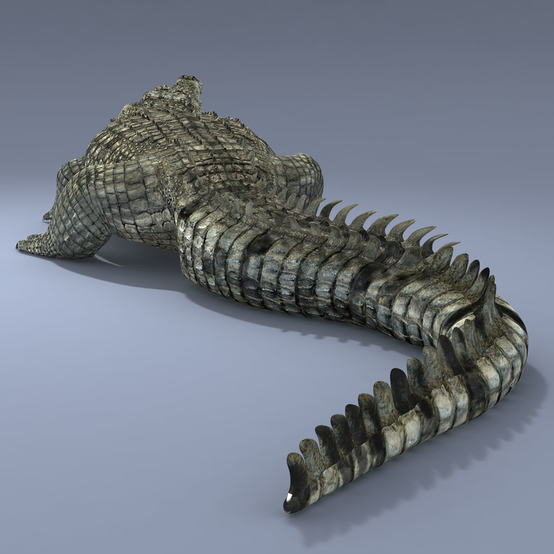 maya realistic crocodile rigged