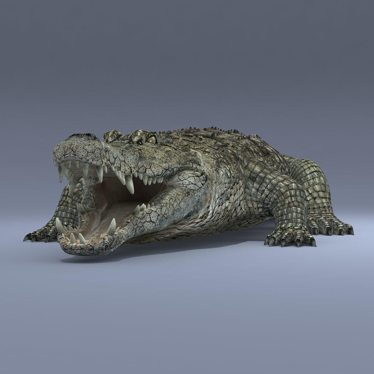 maya realistic crocodile rigged