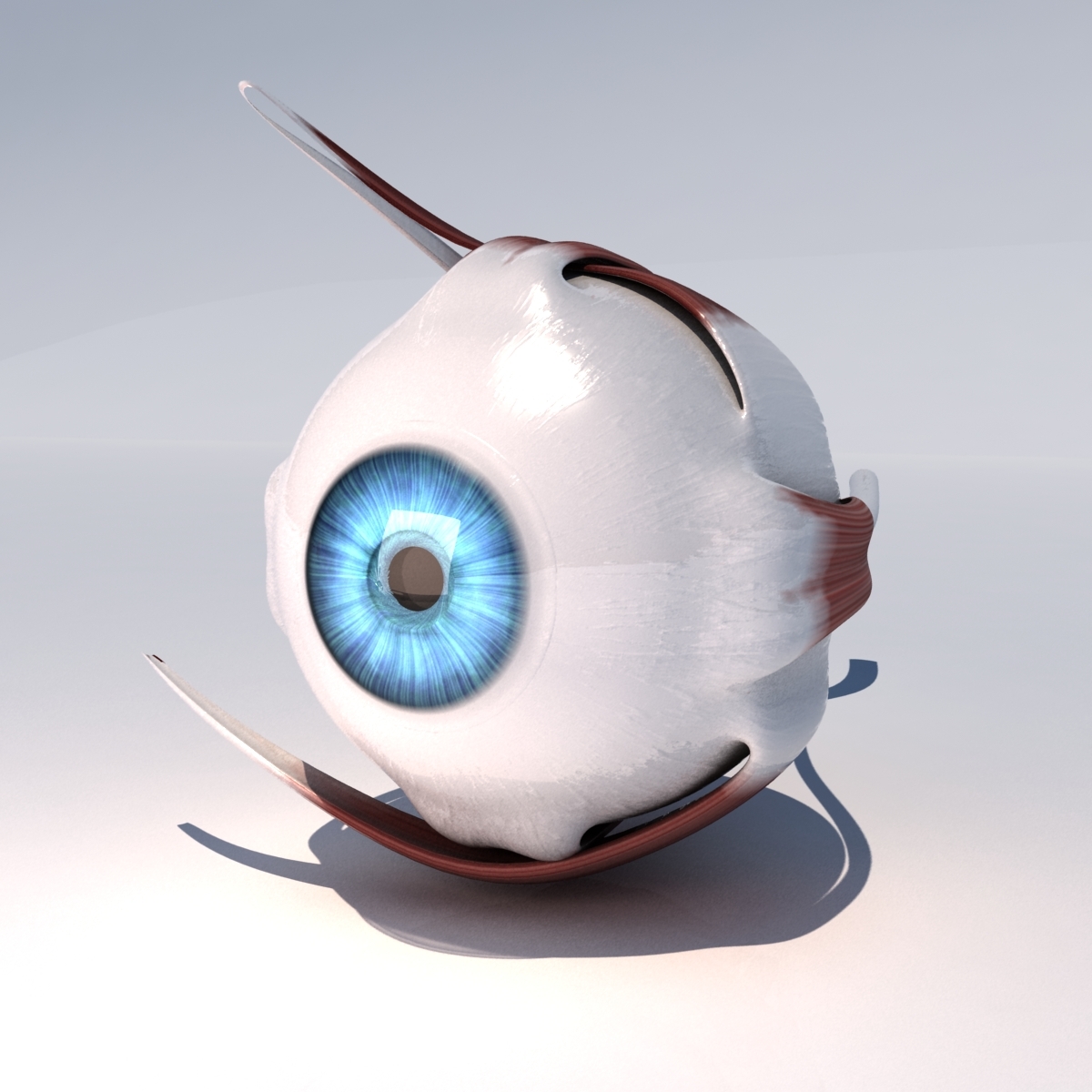 human eye muscles 3d model