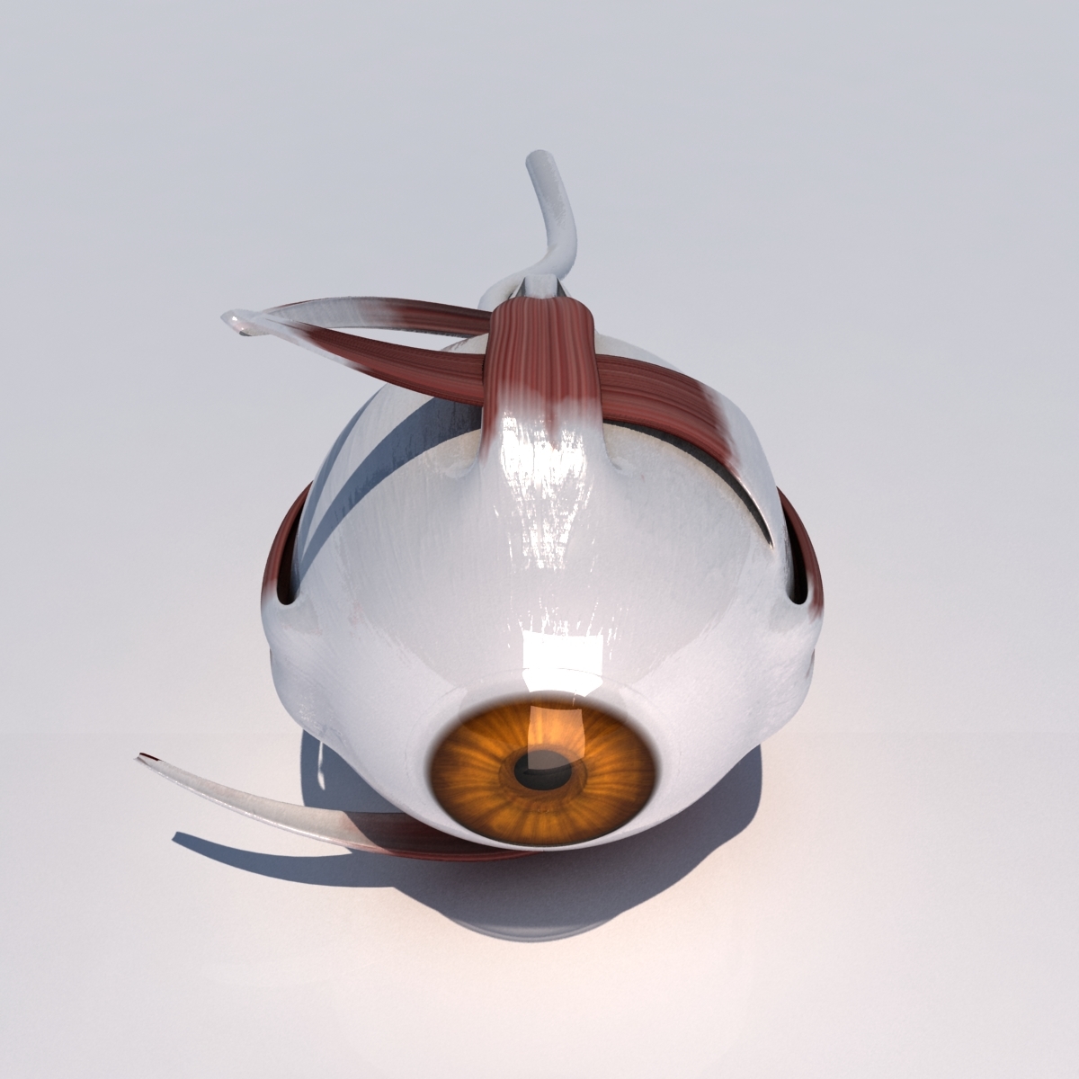 human eye muscles 3d model