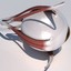 human eye muscles 3d model