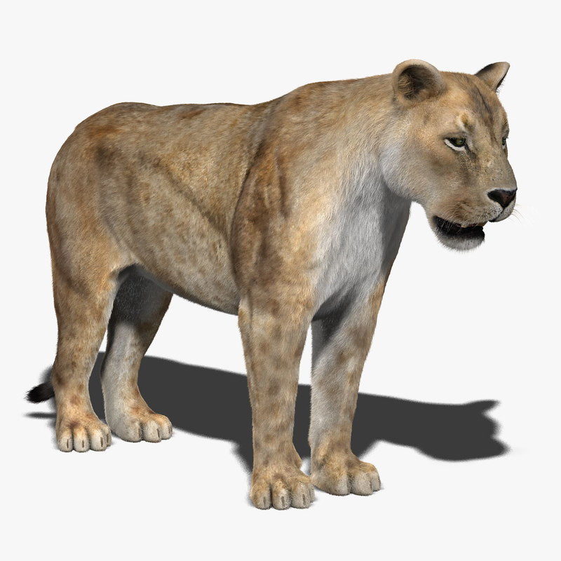 3d model lioness fur