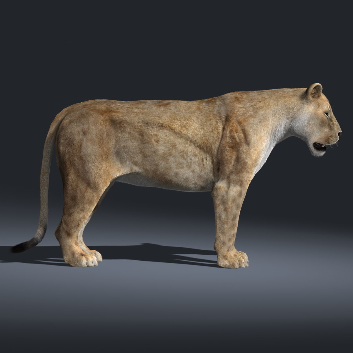 3d model lioness fur