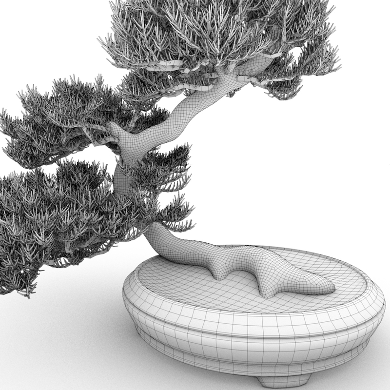bonsai tree c4d