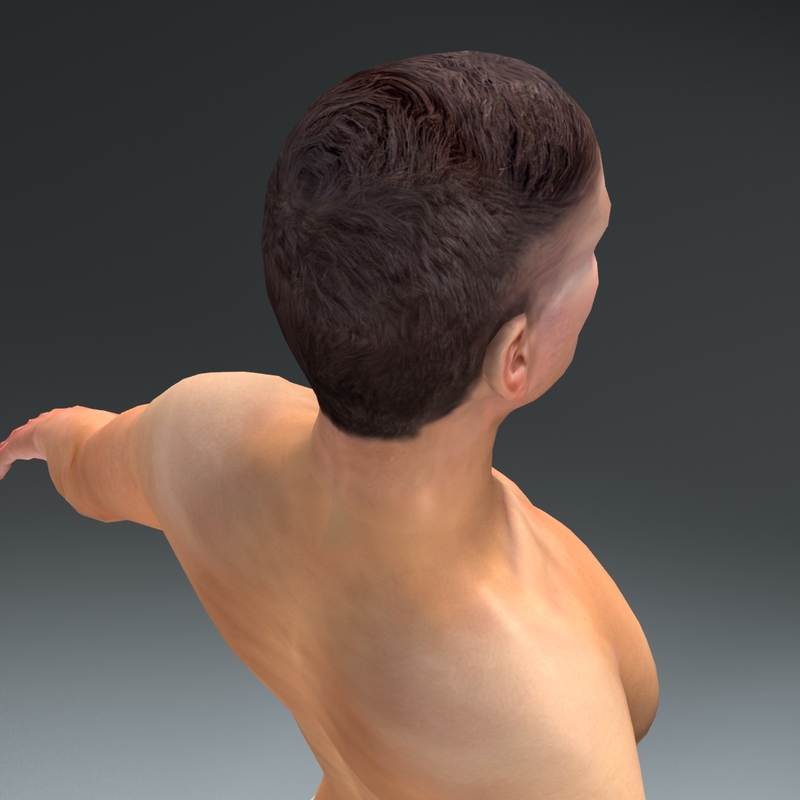 3d model of male anatomy