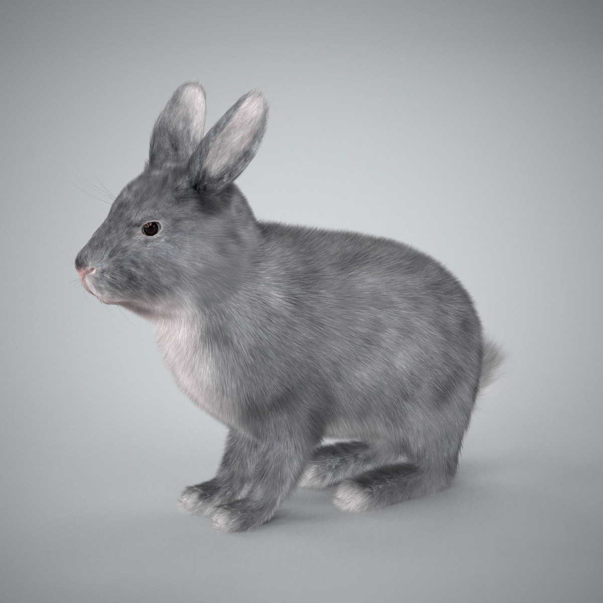 3d model grey rabbit