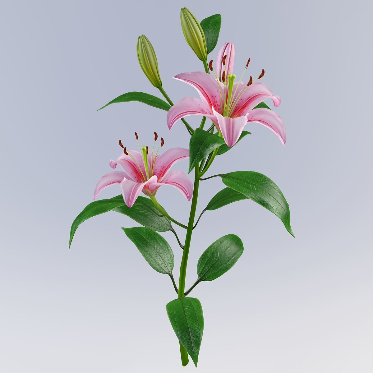3d lily petal leaf model