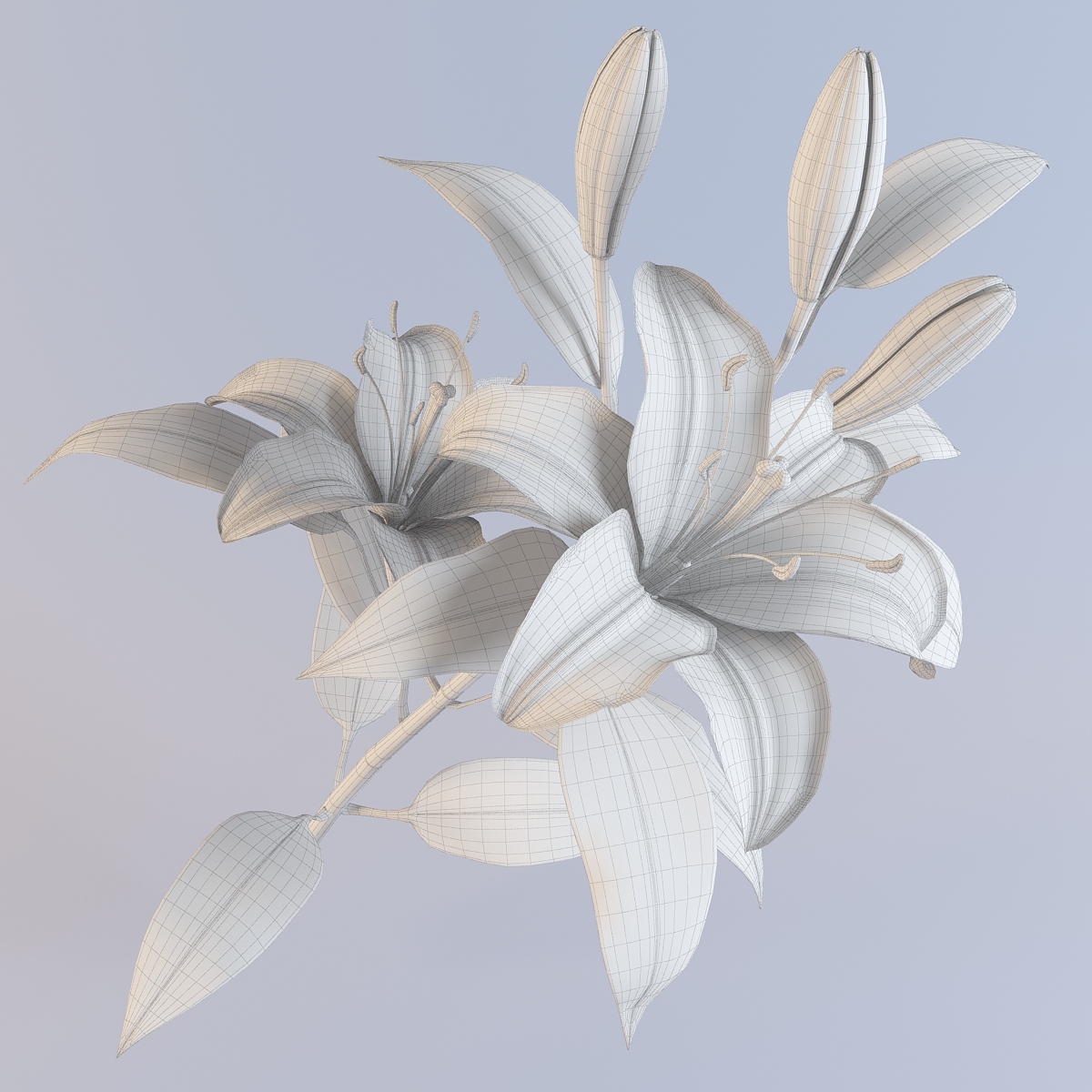 3d lily petal leaf model