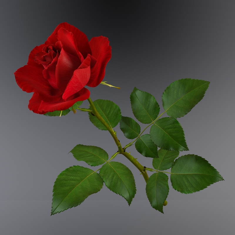 max rose modeled