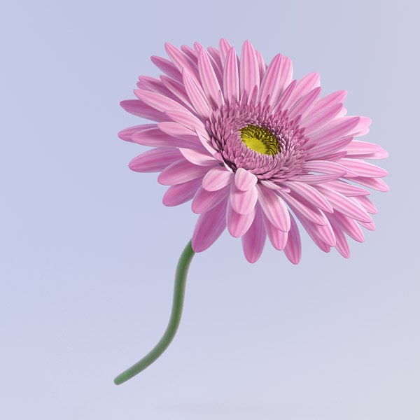 3d gerbera