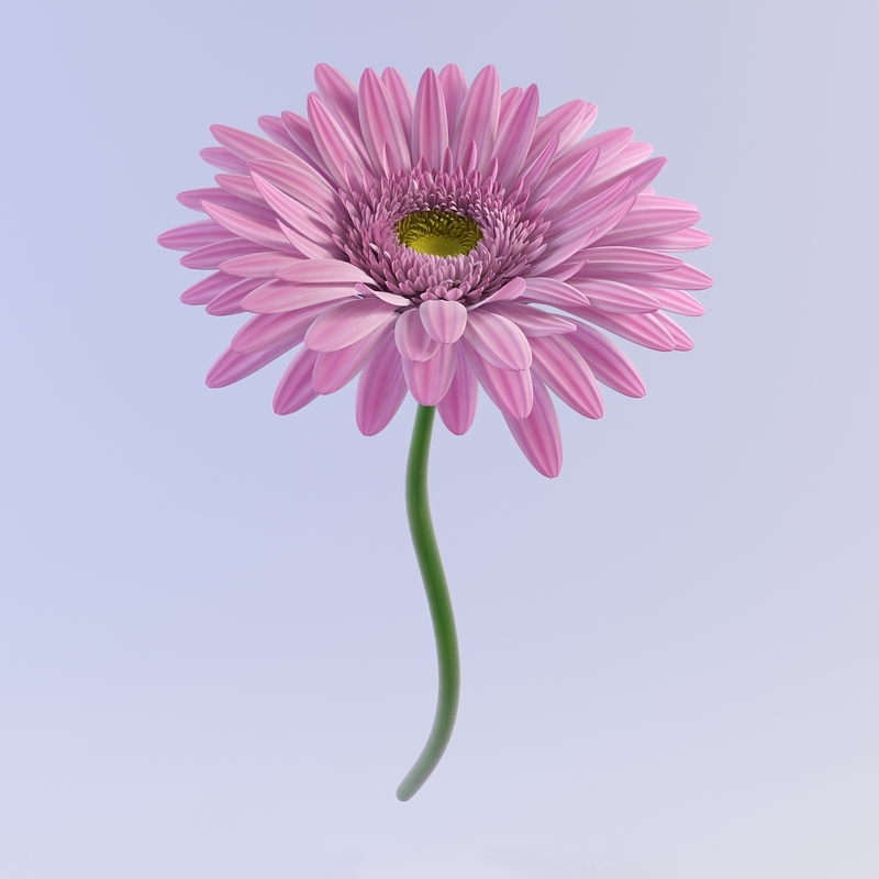 3d gerbera