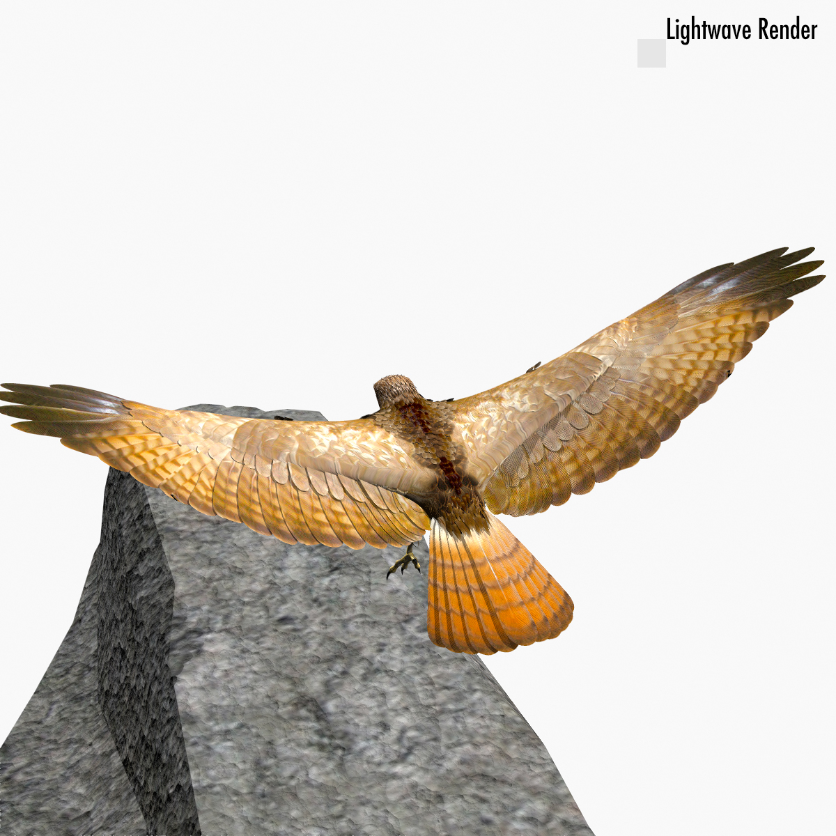 3d model red tailed hawk