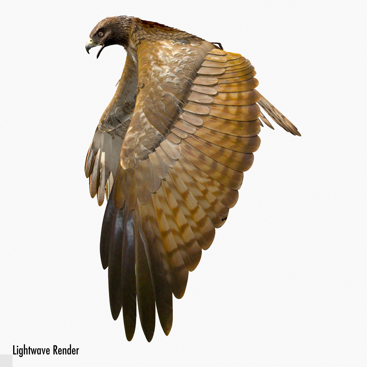 3d model red tailed hawk