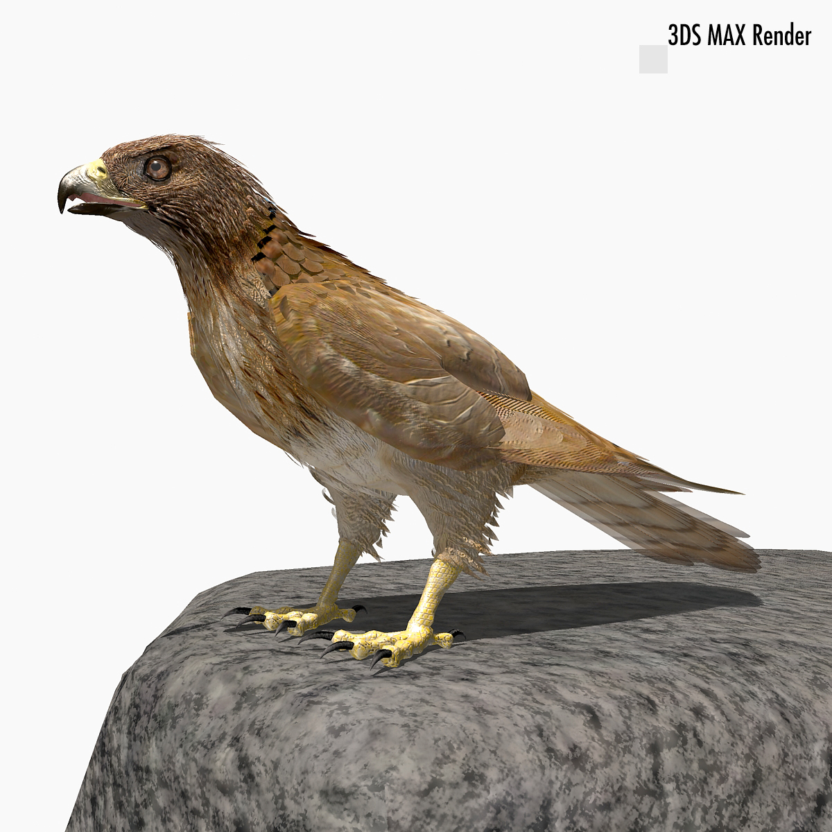 3d model red tailed hawk