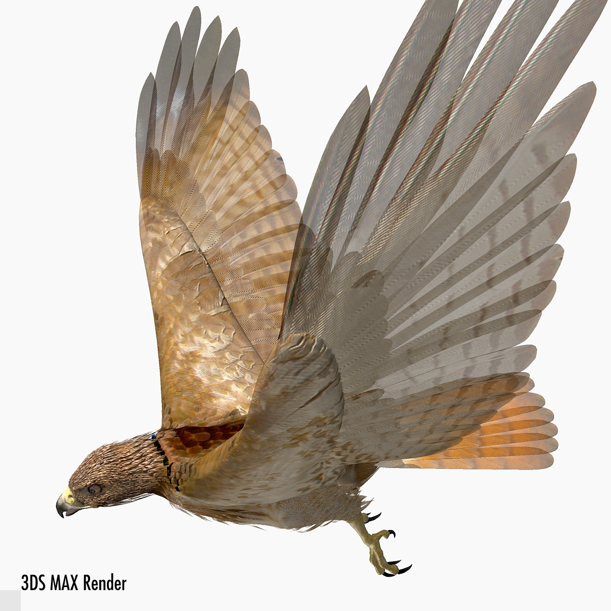 3d model red tailed hawk