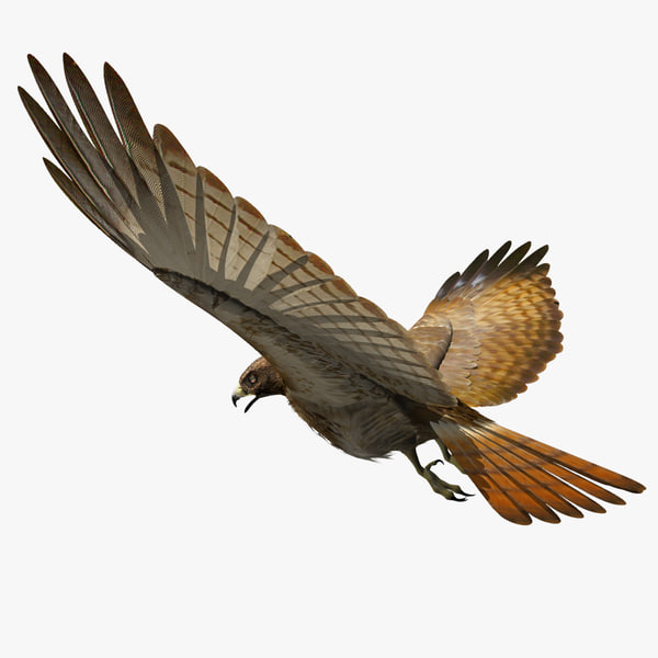 3d model hawk rigged animator