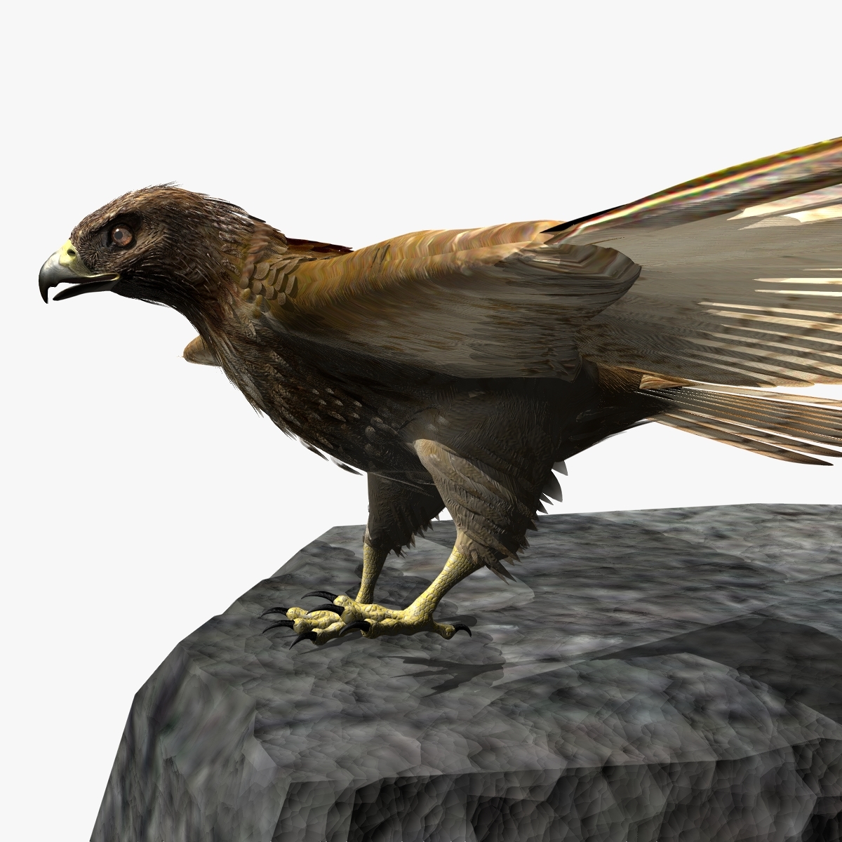 3d model red tailed hawk