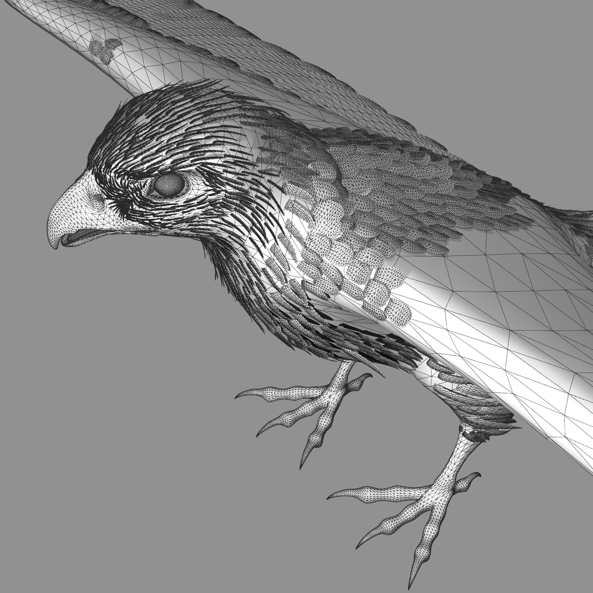 3d model red tailed hawk