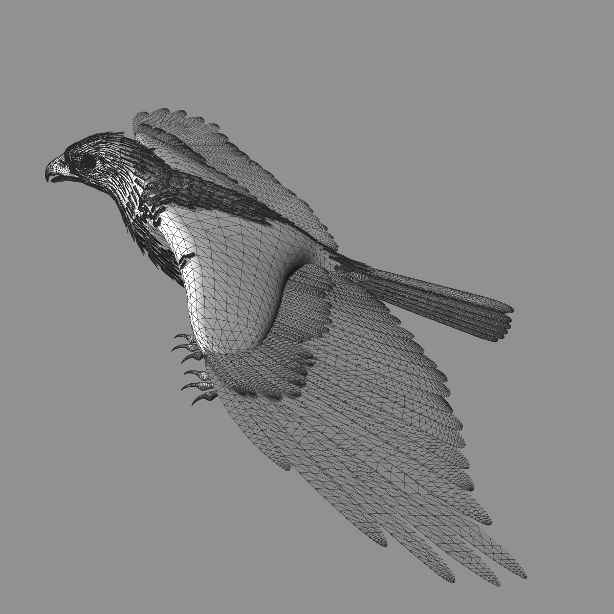 3d model red tailed hawk