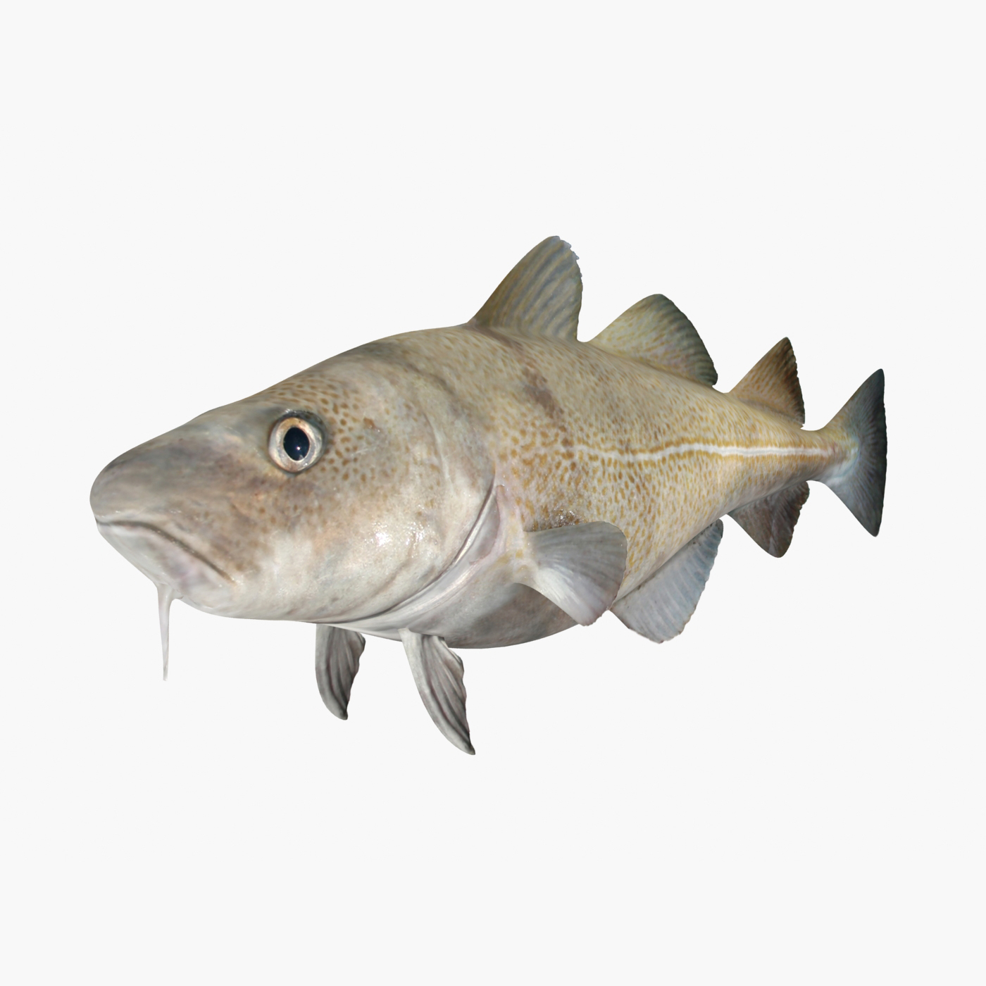 cod fish 3d model