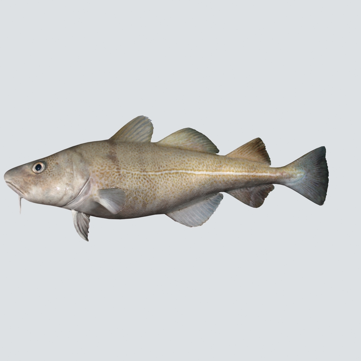 cod fish 3d model