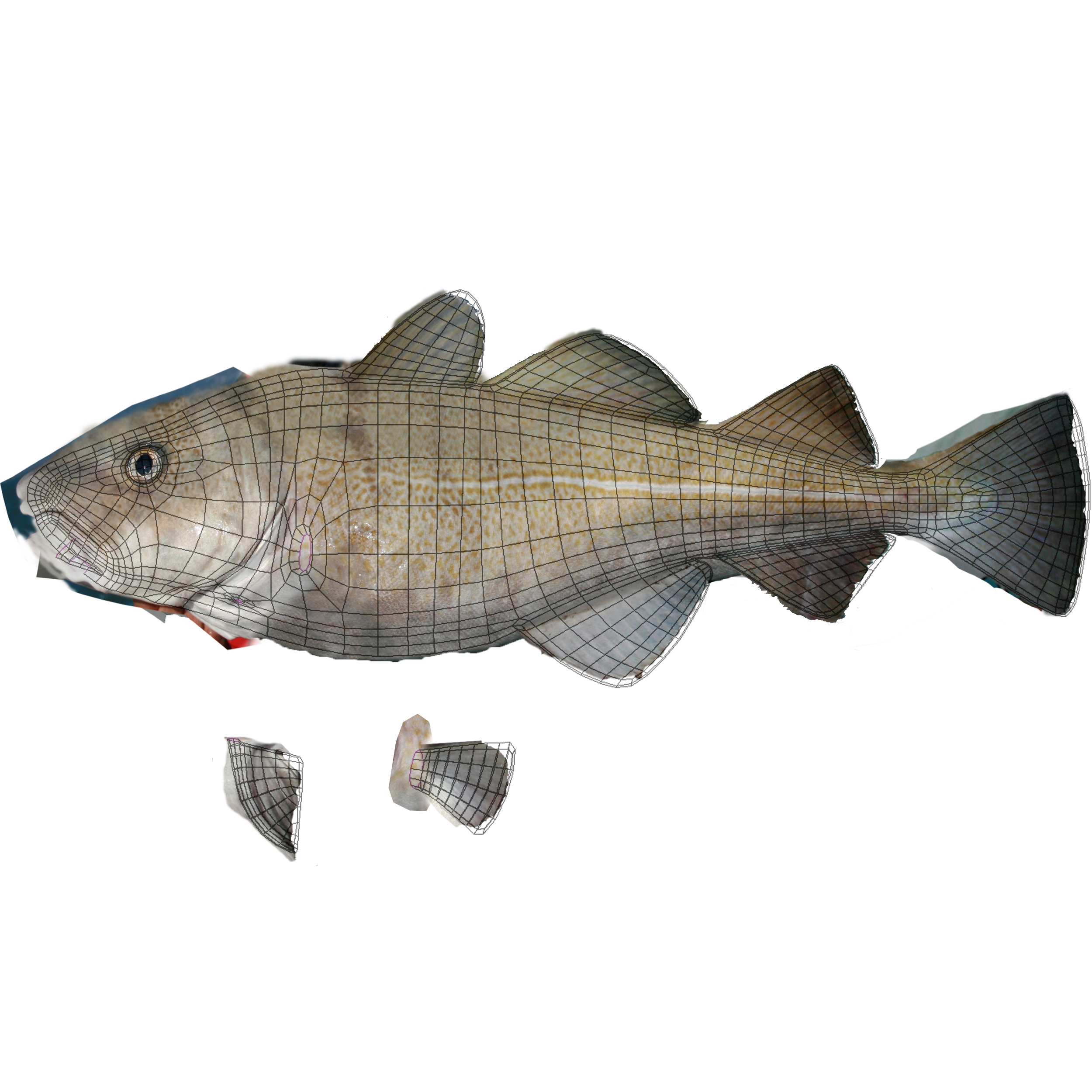 cod fish 3d model
