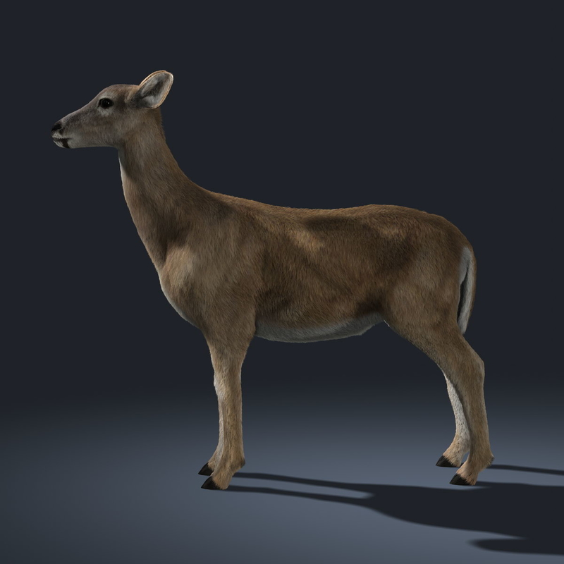 Doe (FUR) 3D 모델 - TurboSquid 667215