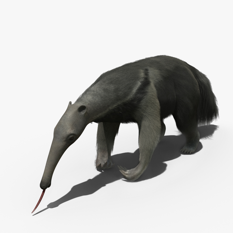 giant anteater obj