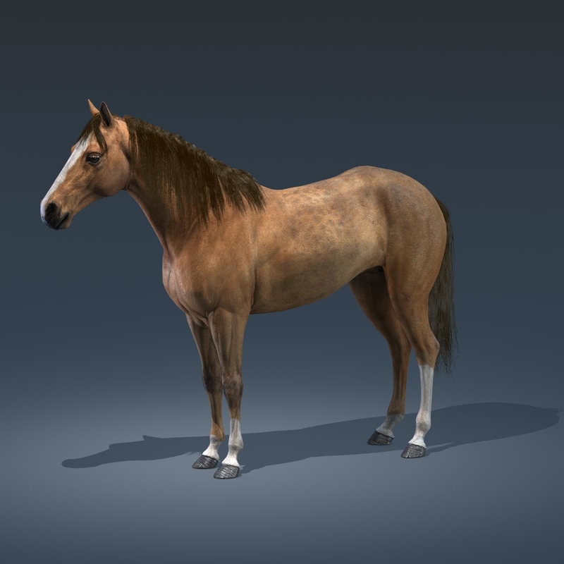3d model realistic horse