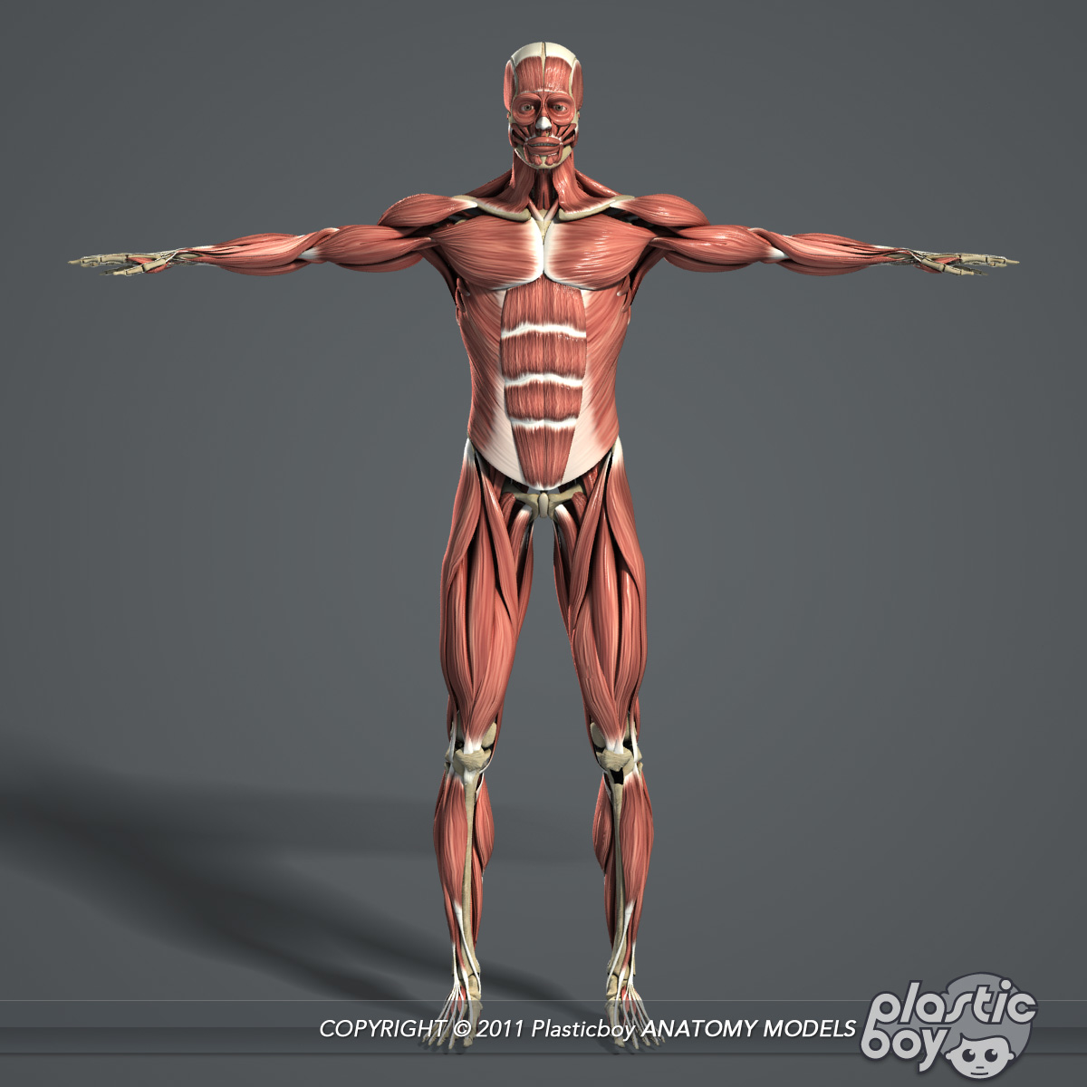 3d model of male body muscular skeletal