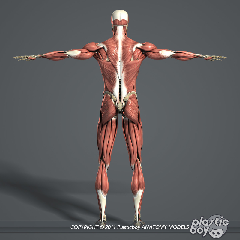 3d model of male body muscular skeletal