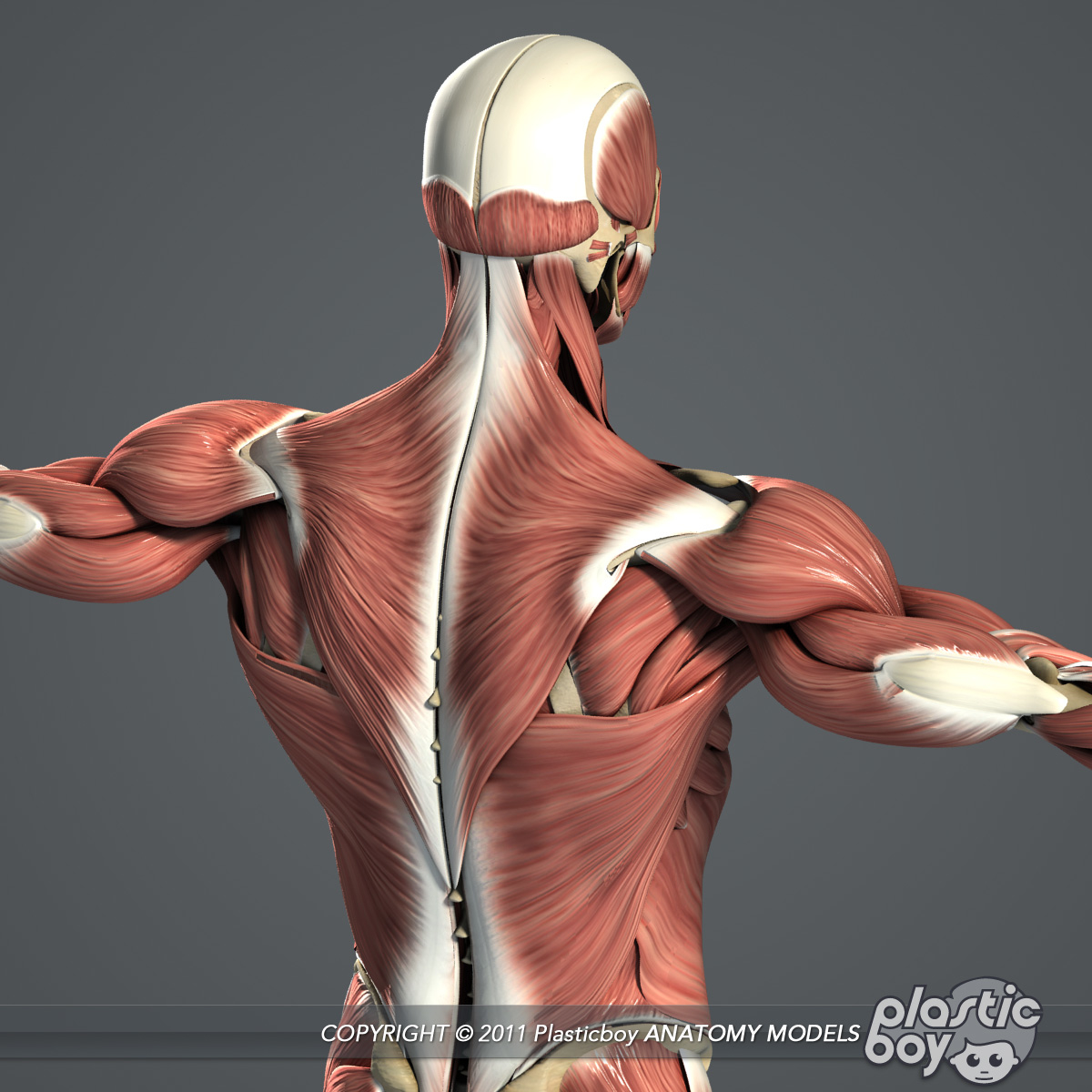 3d model of male body muscular skeletal