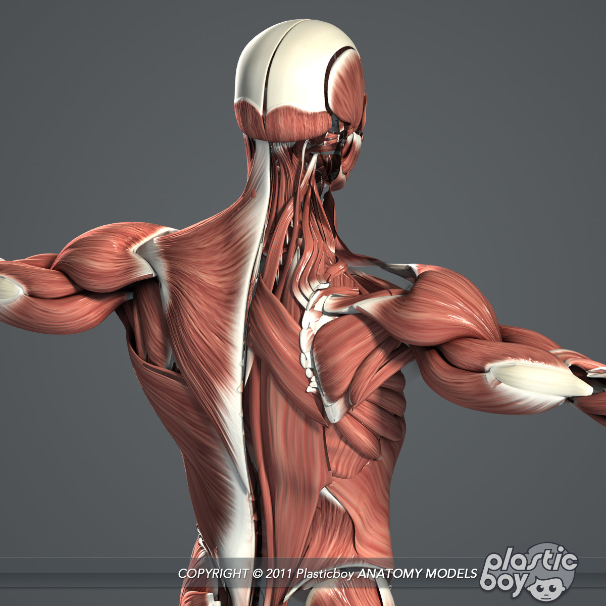 3d model of male body muscular skeletal