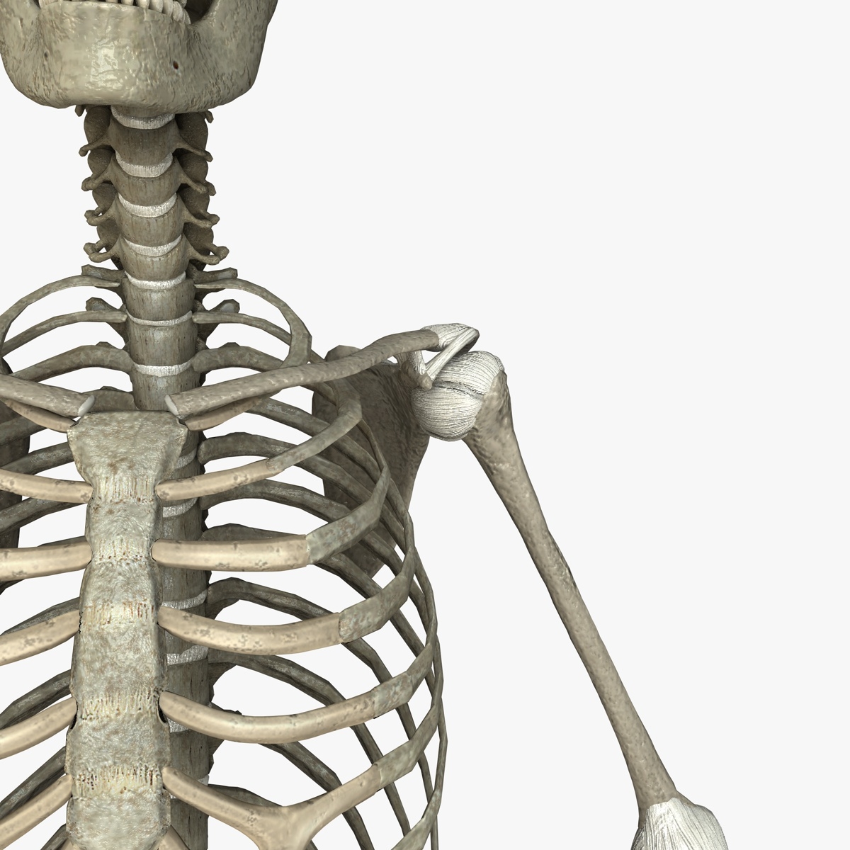 c4d human skeleton ligaments