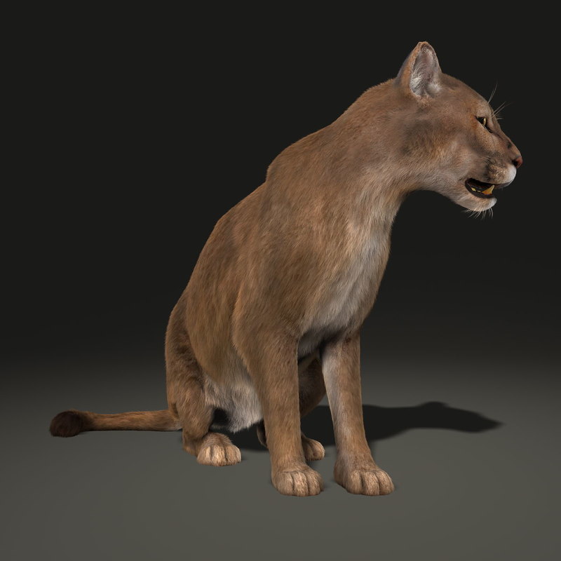 maya cougar fur animation