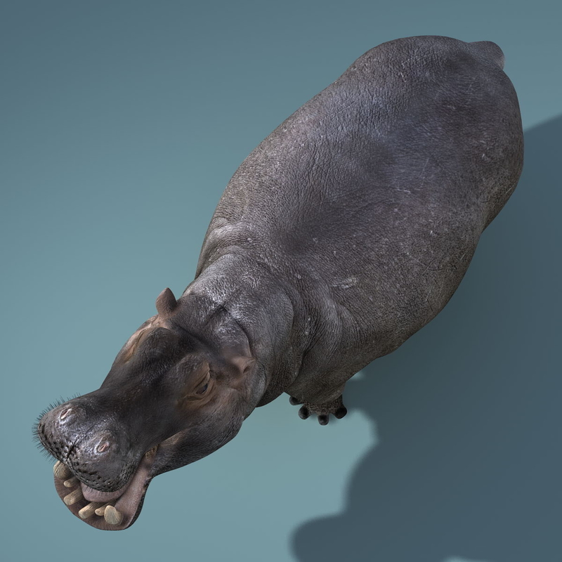 photorealistic hippopotamus rigged ma