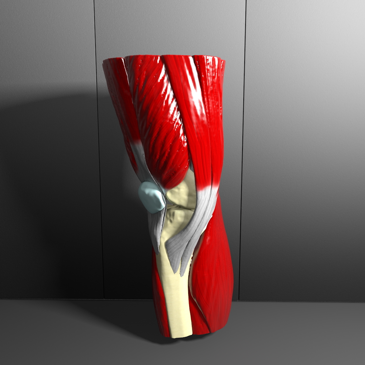 c4d human knee joint