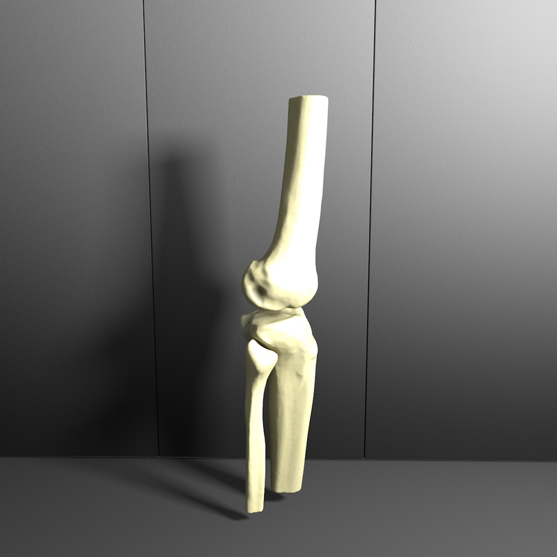 c4d human knee joint