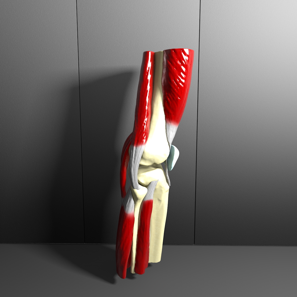 c4d human knee joint