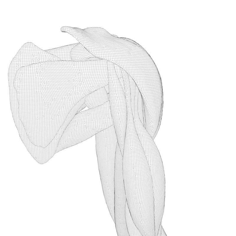 3d ultimate human upper arm