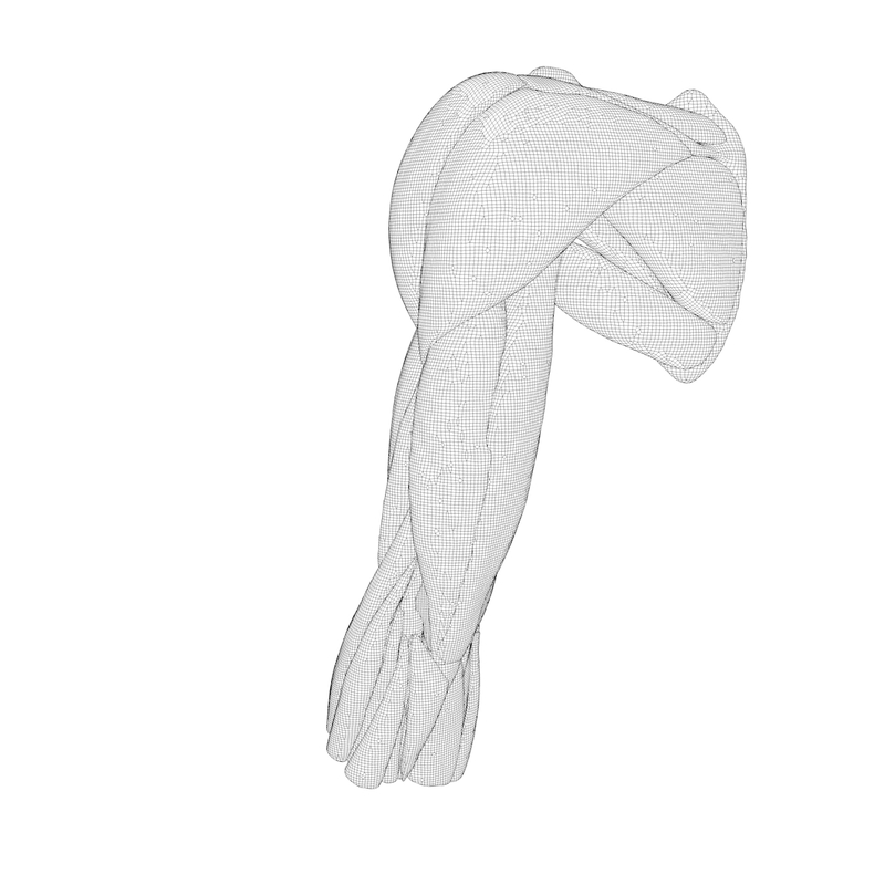 3d ultimate human upper arm