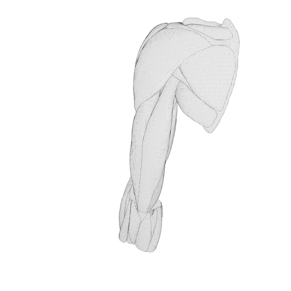 3d ultimate human upper arm