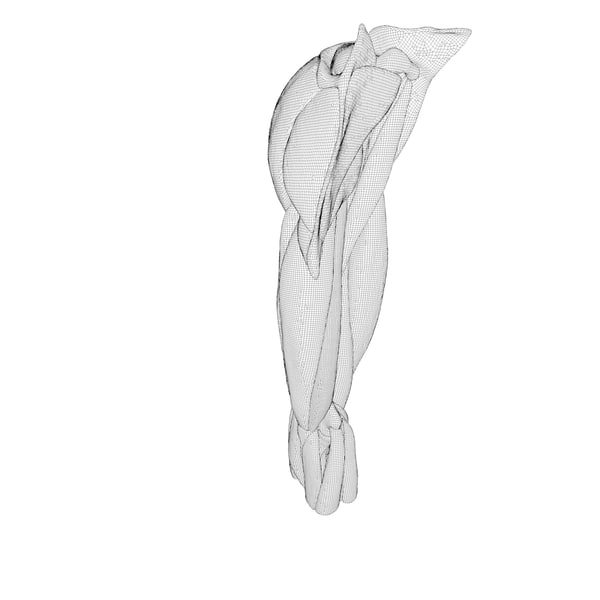3d ultimate human upper arm