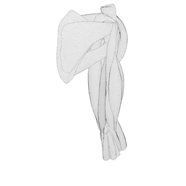 3d ultimate human upper arm