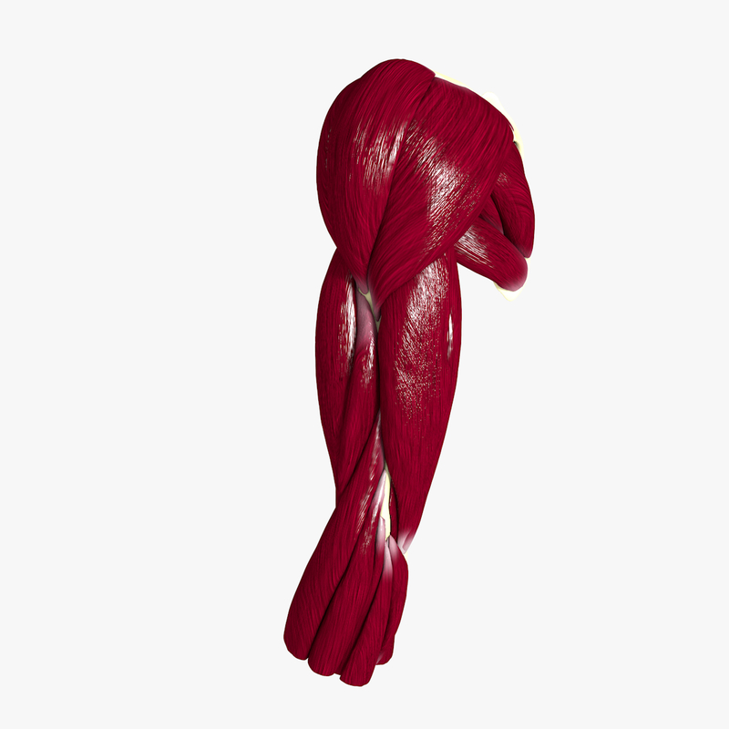 3d ultimate human upper arm